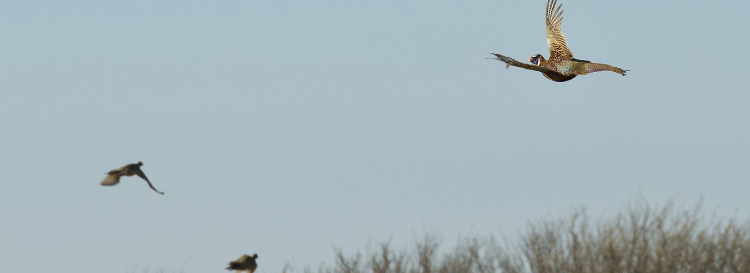 European Tower Shoot - Moree's Sportman's Preserve & Sporting Clays