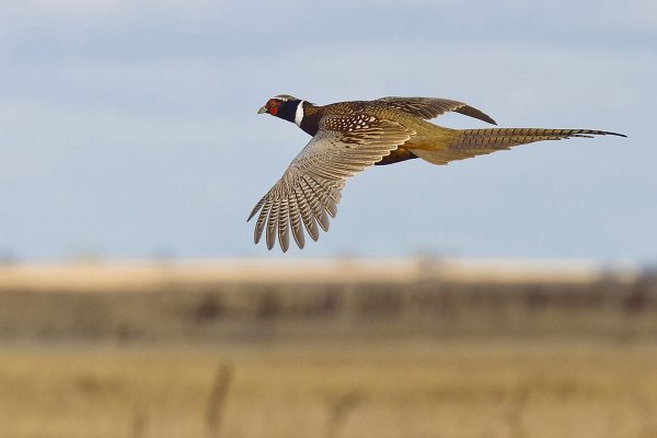European Tower Shoot - Moree's Sportman's Preserve & Sporting Clays